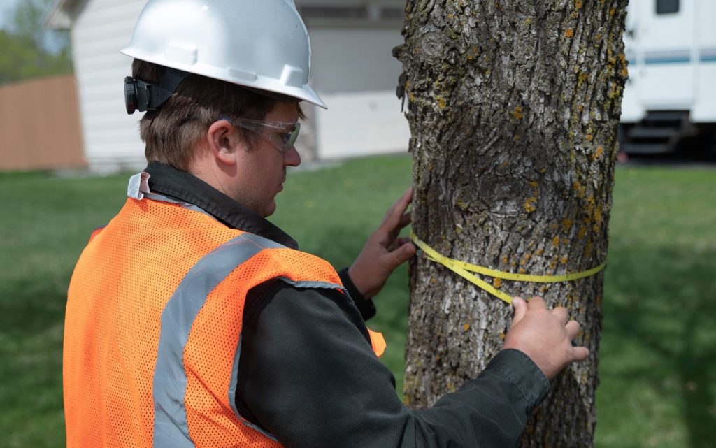 Careers at Rainbow Treecare | Rainbow Companies