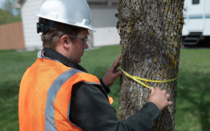 Careers at Rainbow Treecare | Rainbow Companies